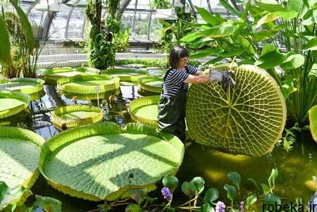 روبکا | بهترین سایت تفریحی و سرگرمی | robeka.ir